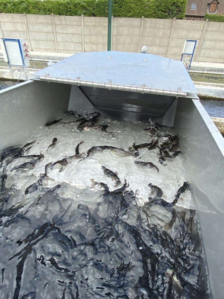 Pescasight 100 Fish counter - Faivre Aquaculture