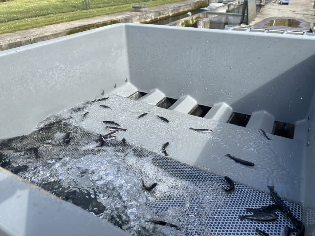 Helios 10 Fish grader - Faivre Aquaculture