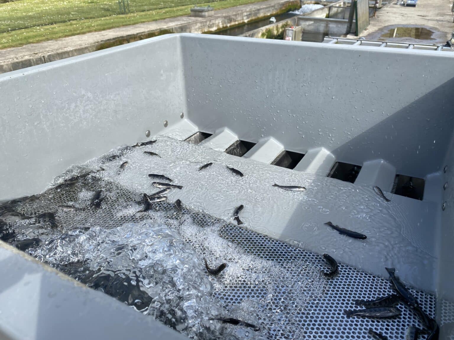Helios 10 Fish grader - Faivre Aquaculture