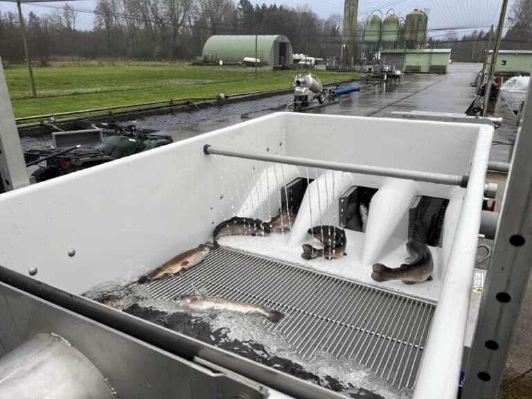 Helios 50 Fish grader - Faivre Aquaculture